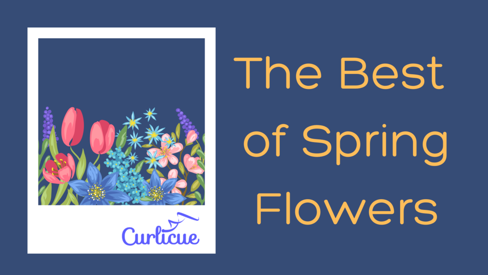 The Best of Spring Flowers – Curlicue UK